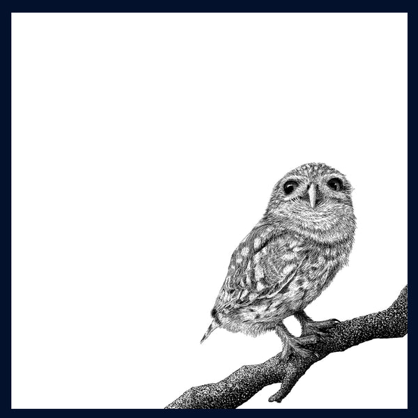 Floated & Framed Aviary Collection: Little Owl, Norfolk Limited Editio ...